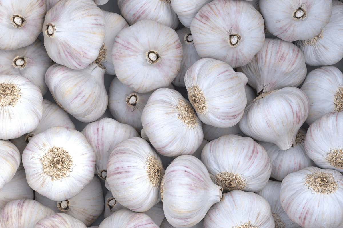 Aged Garlic Extract – Jocko Fuel